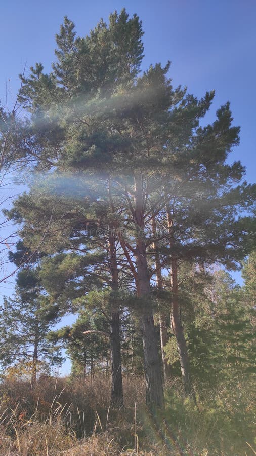 Pines in the Sun in October Stock Image - Image of nature, pines: 234593019