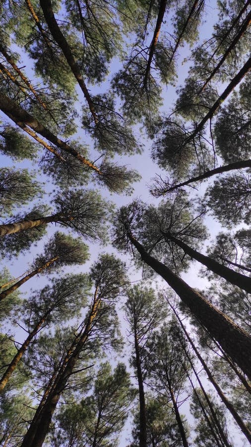 Pines tree stock image. Image of clear, tree, toke, lines - 261678863