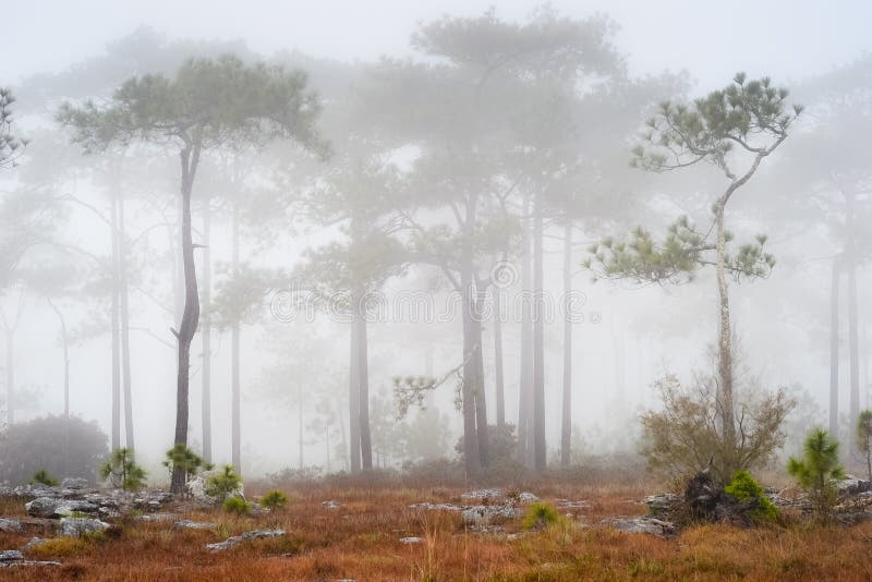 Pines in the mist stock photo. Image of mist, green, misty - 30822774