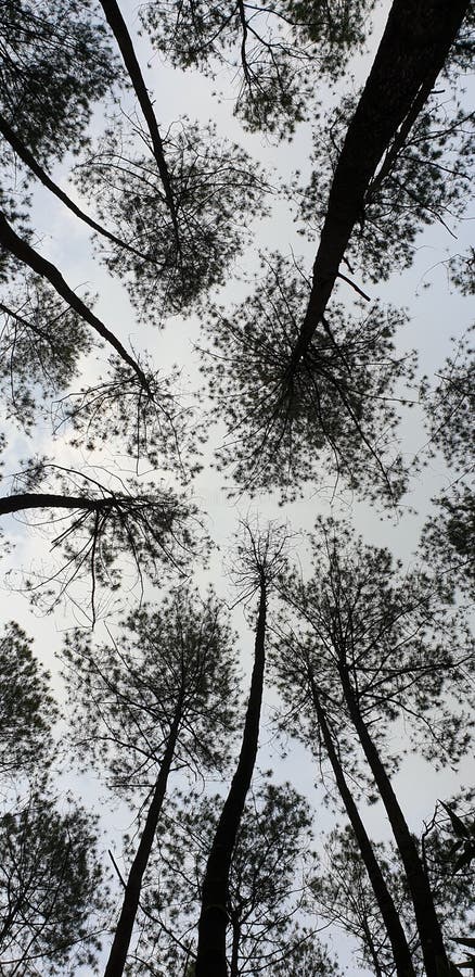 Pines Tree stock image. Image of tree, pines, bottom - 201797139
