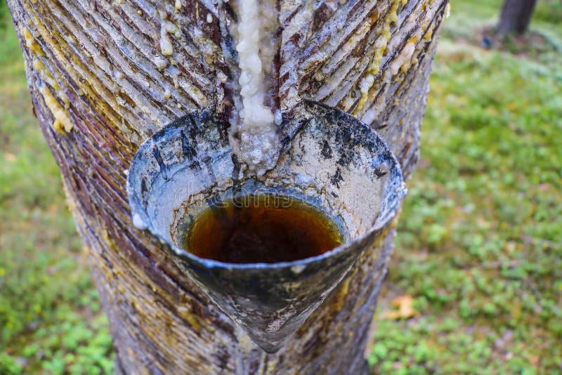 Pines Tree Sap To Get the Pine Resin Stock Image - Image of forest ...