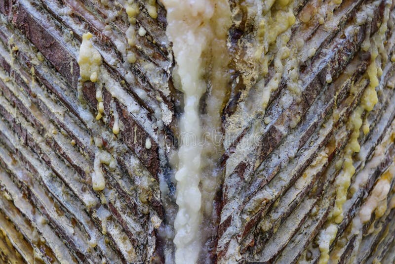 Pines Tree Sap To Get the Pine Resin Stock Photo - Image of translucent ...