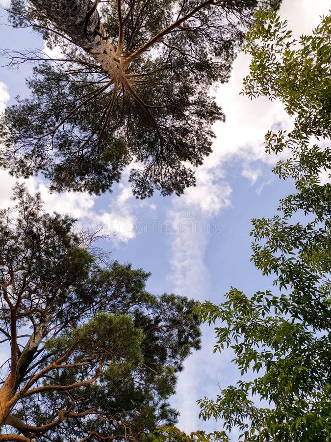 Pines and trees from below stock photo. Image of green - 260924334
