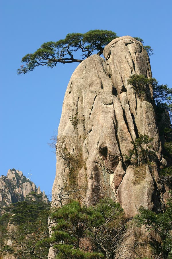 Pines Trees on Rock Formation Stock Photo - Image of rocky, mountainous ...