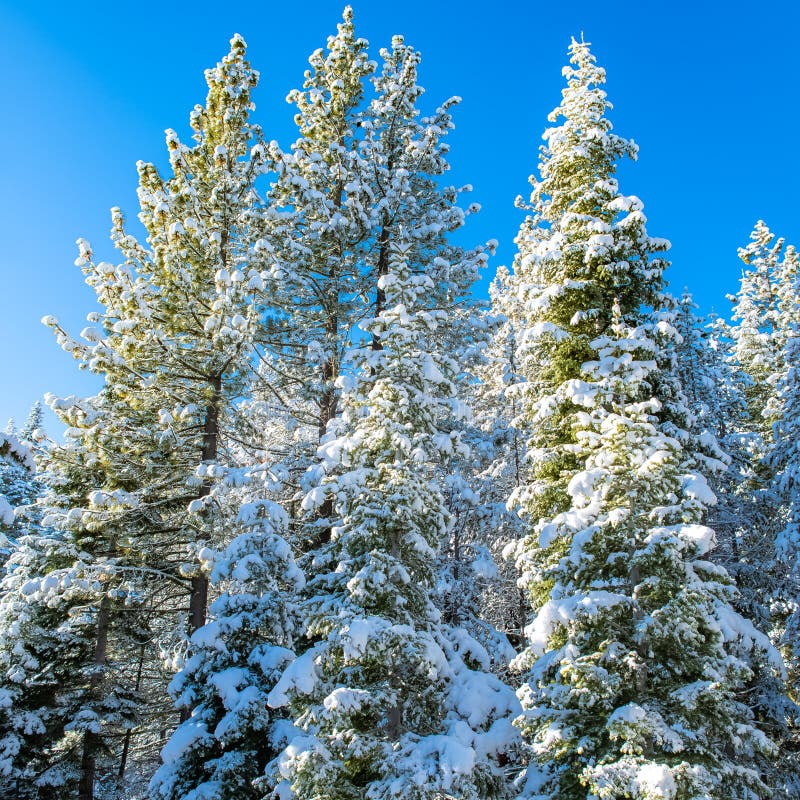 Pines Trees Under a Lot of Snow Stock Image - Image of landscape ...