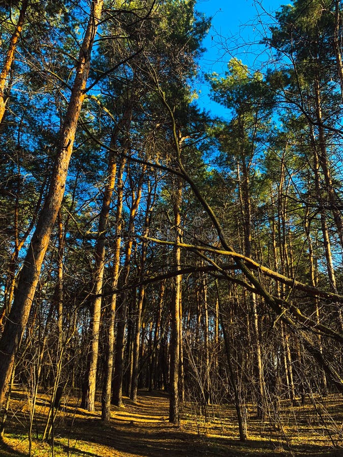 Pines in the Ukrainian Forest in the Rays of Light Stock Image - Image ...