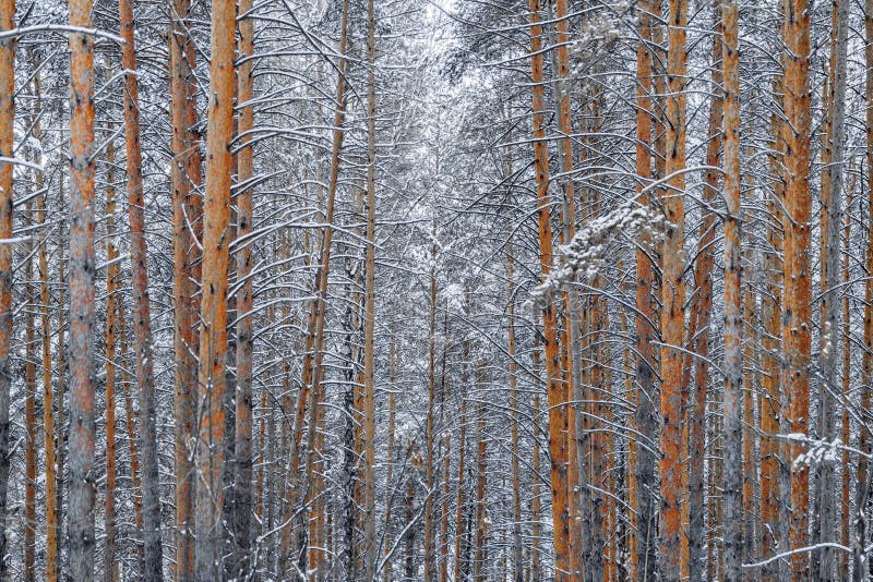 The Pines Under the Snow in the Dense Forest. a Charming Winter ...