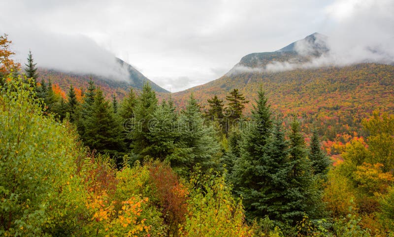 Pines in the Valley stock photo. Image of pine, north - 83593762