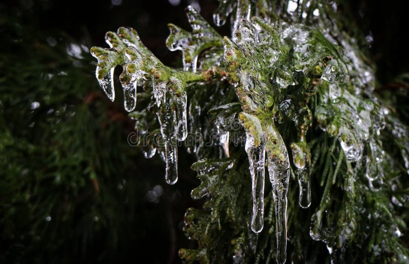 Pines Was Covered by Clear Ice Stock Photo - Image of alone, meadow ...