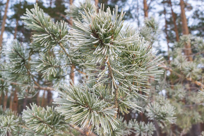 Pines in winter stock image. Image of frost, season - 111229551