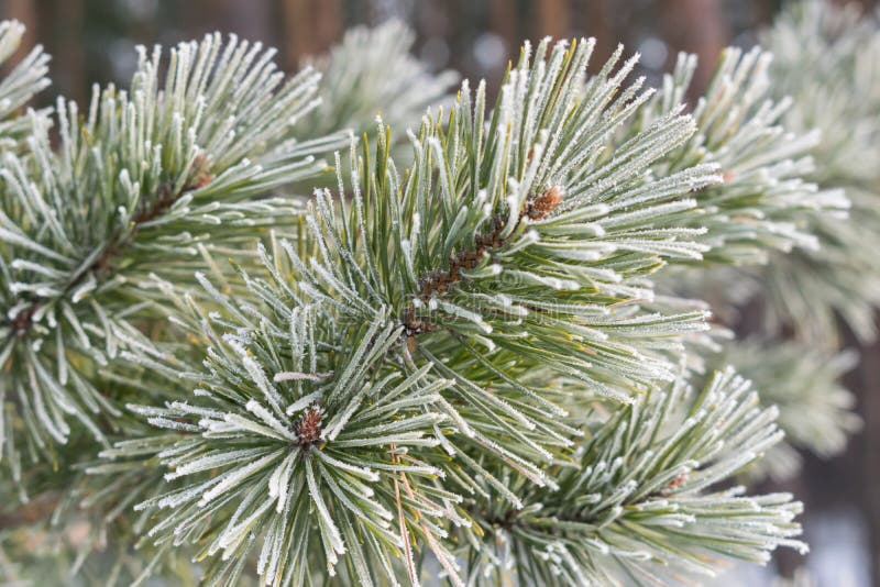 Pines in winter stock photo. Image of frozen, trees - 111132470