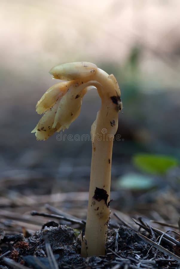 Pinesap stock image. Image of sylvestral, nature, hypopitys - 12505725