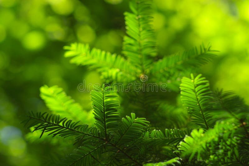 Pinetree branches stock image. Image of nature, pine, branch - 5903061