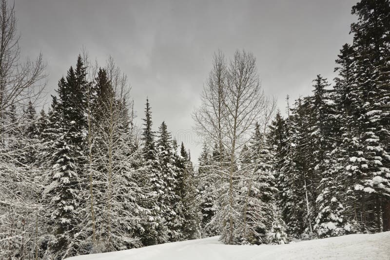 PineTrees in Winter Setting Stock Photo - Image of winter, beauty: 29174212