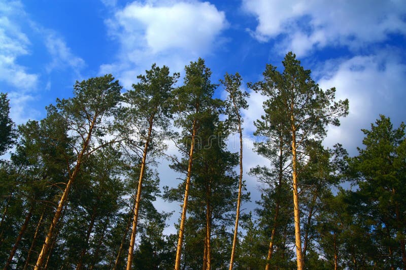 Pine trees stock image. Image of plant, season, straight - 73818709