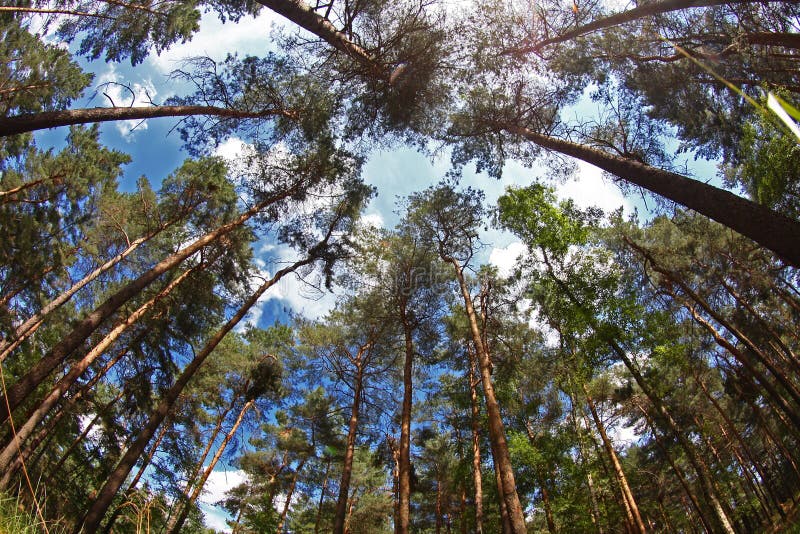 Pinewood stock photo. Image of pinewood, woods, scenic - 18203792