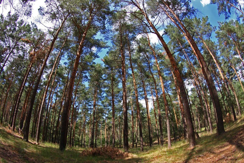 Pinewood stock image. Image of nature, outdoor, shadow - 18203881