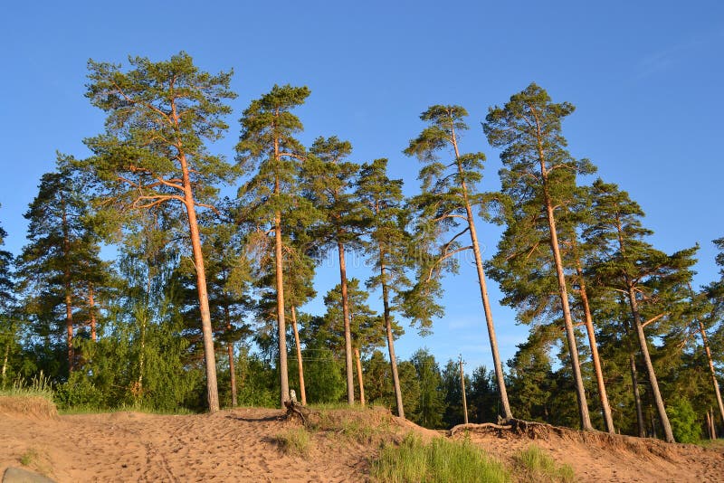 Pinewood stock image. Image of clearing, landscape, ecology - 21107673