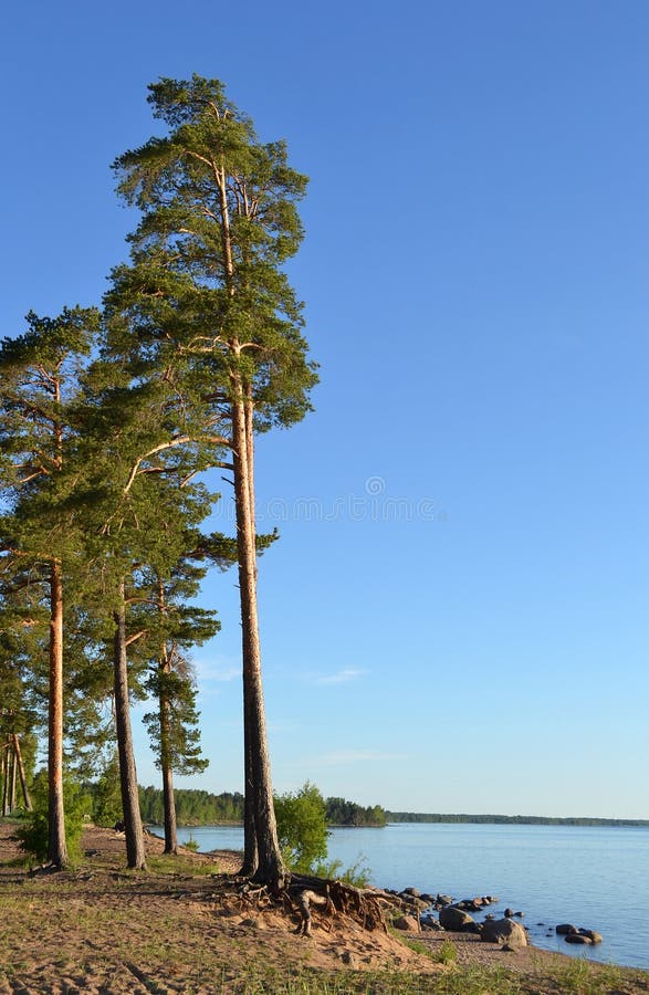 Pinewood stock photo. Image of forest, nature, tree, beach - 25422722