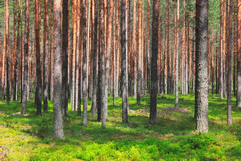 Pinewood stock image. Image of tree, nature, clear, pine - 25643997