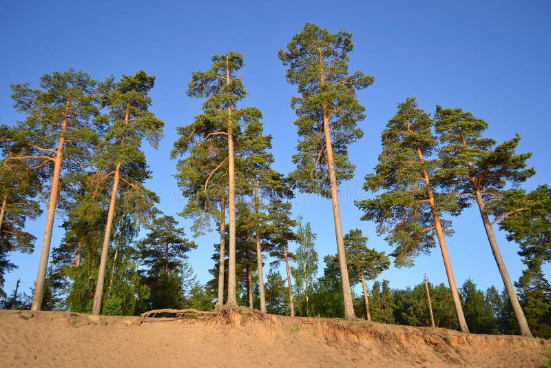 Pinewood stock photo. Image of region, tree, woods, leningrad - 28393562