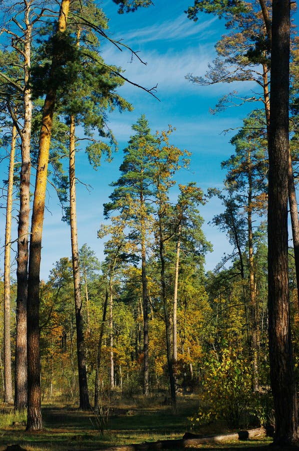 Heap Of New Pinewood Decking Planks - Side View Stock Photo - Image of ...