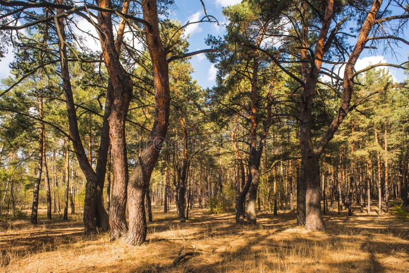 Pinewood stock image. Image of lifestyle, fall, landscape - 59164941