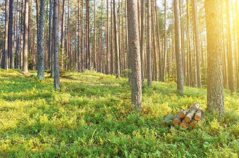 Pinewood stock photo. Image of mountain, heather, environment - 50682194