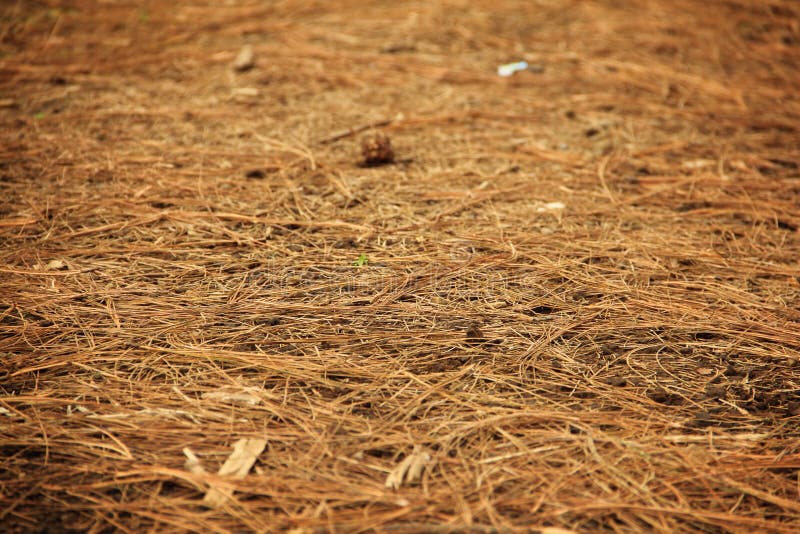 Pinewood Fores Stock Photos - Free & Royalty-Free Stock Photos from ...