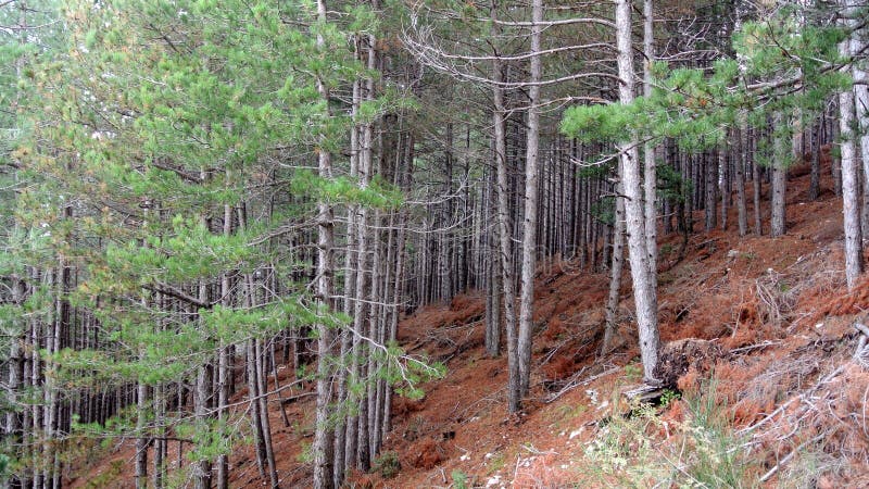 Pinewood forest in italy stock photo. Image of landscape - 63569946