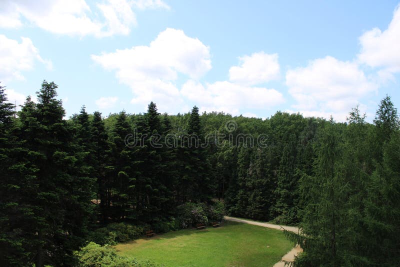 Pinewood Forest with Blue Sky Stock Photo - Image of beautiful, plant ...