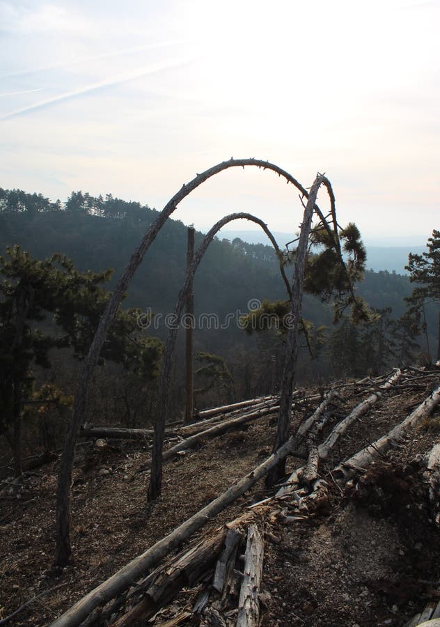 Pinewood Forest at Budakeszi Stock Photo - Image of hikers, europe ...
