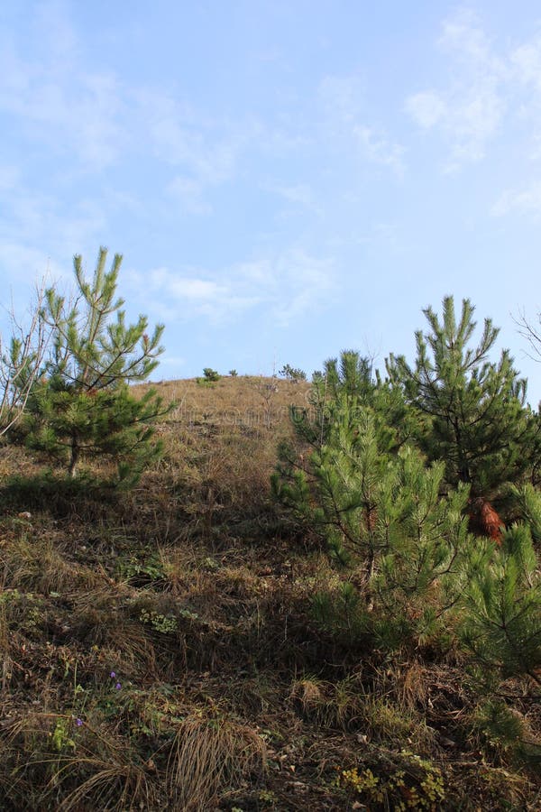 Pinewood Forest at Budakeszi Stock Image - Image of balaton, relax ...