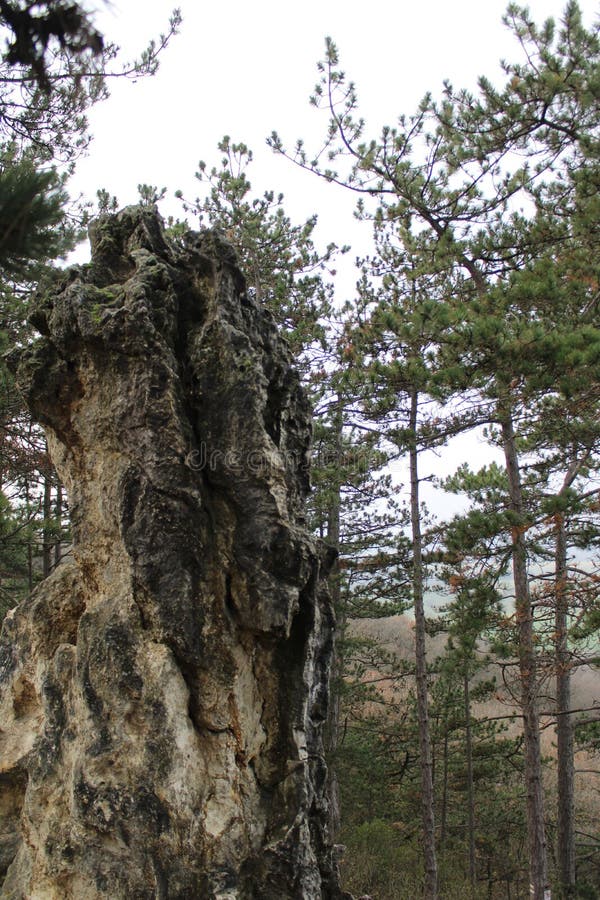 Pinewood Forest at Budakeszi Stock Image - Image of forest, trees ...