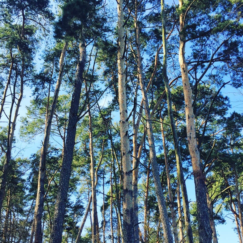 Piny forest stock image. Image of pine, tree, forest - 12837345