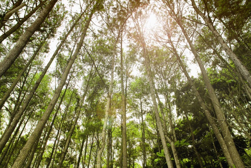 Pinewood forest scenery stock photo. Image of forestry - 65775072