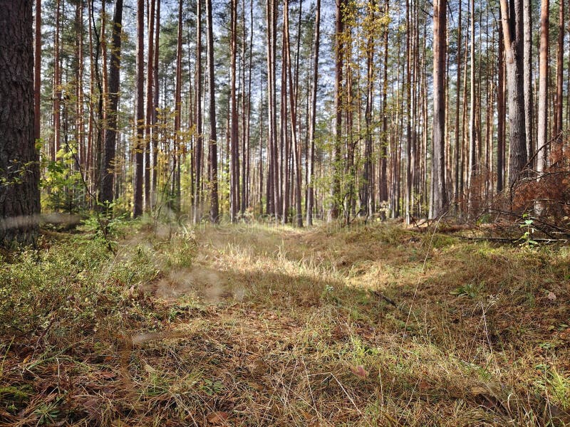The Pinewood Forest in Sunrise Stock Photo - Image of wilderness ...