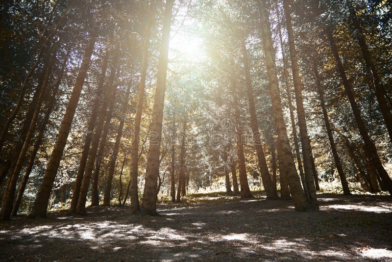 Pinewood forest stock photo. Image of abandoned, pinewood - 84483984
