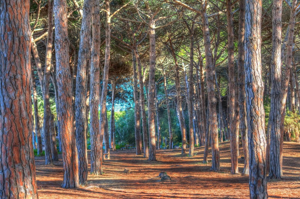 Pinewood in hdr stock photo. Image of blue, pine, alghero - 60060964