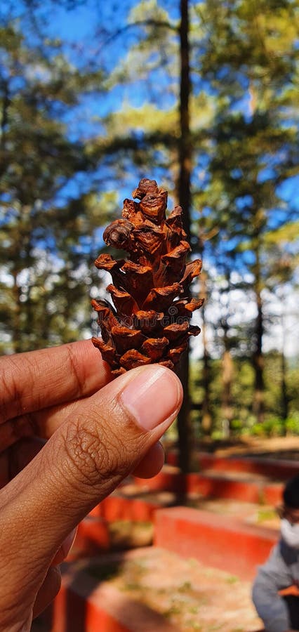 Pinewood in the Pinewood Mountain Stock Image - Image of plant, trunk ...