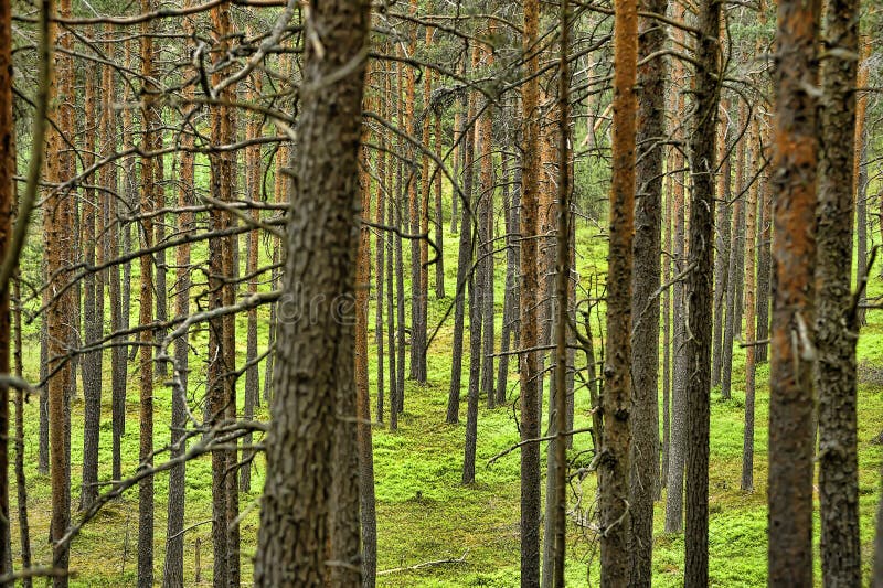 Pinewood stock image. Image of depths, nature, coniferous - 36648719