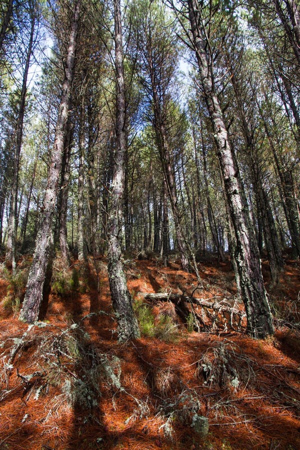 Pinewood stock photo. Image of planting, moisture, vegetation - 30893942