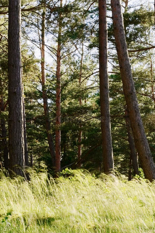 Pinewood with Pine Tree Trunks and Grass Growing in Forest Understory ...