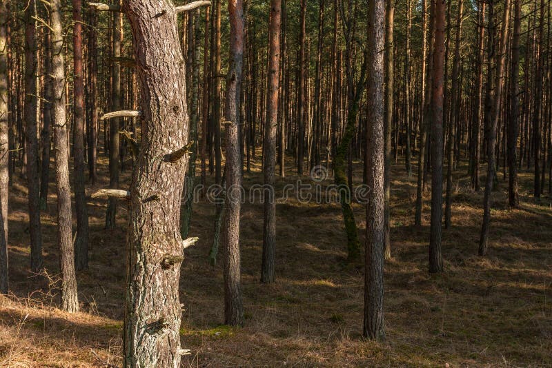 Pinewood stock photo. Image of natural, serene, environment - 69521714