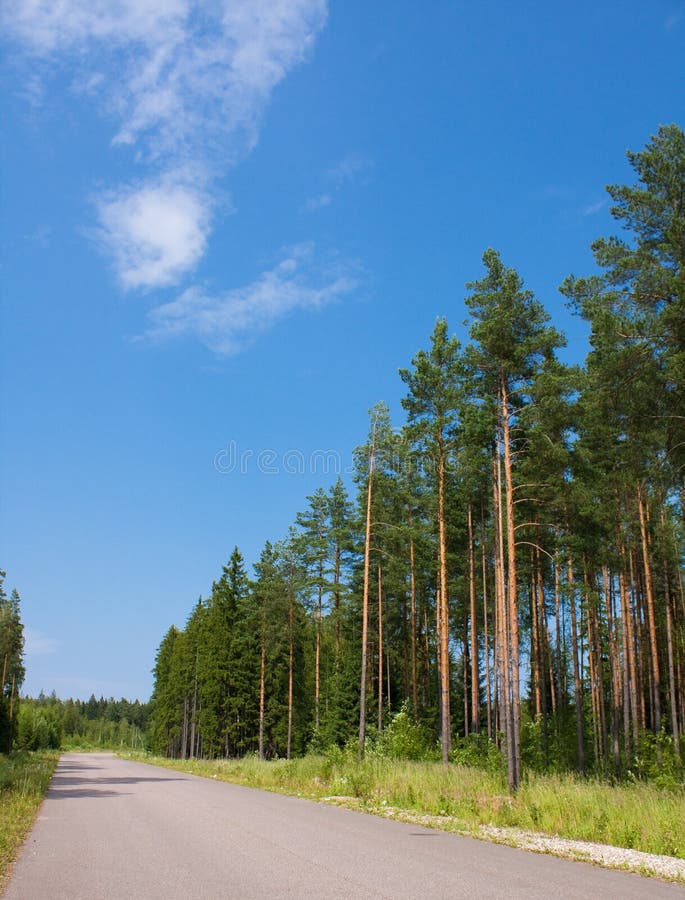Pinewood and road stock image. Image of green, pine, pinewood - 27288989