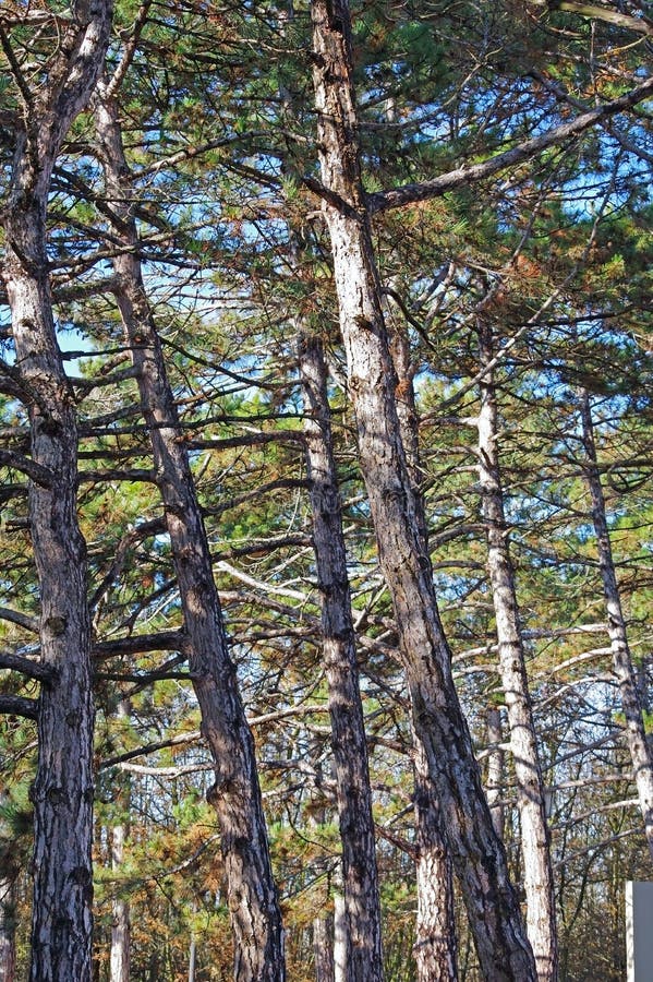 Pinewood in the spring stock image. Image of birch, clear - 165666549