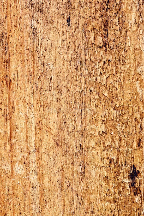 Pinewood Texture Closeup stock image. Image of board - 75956059