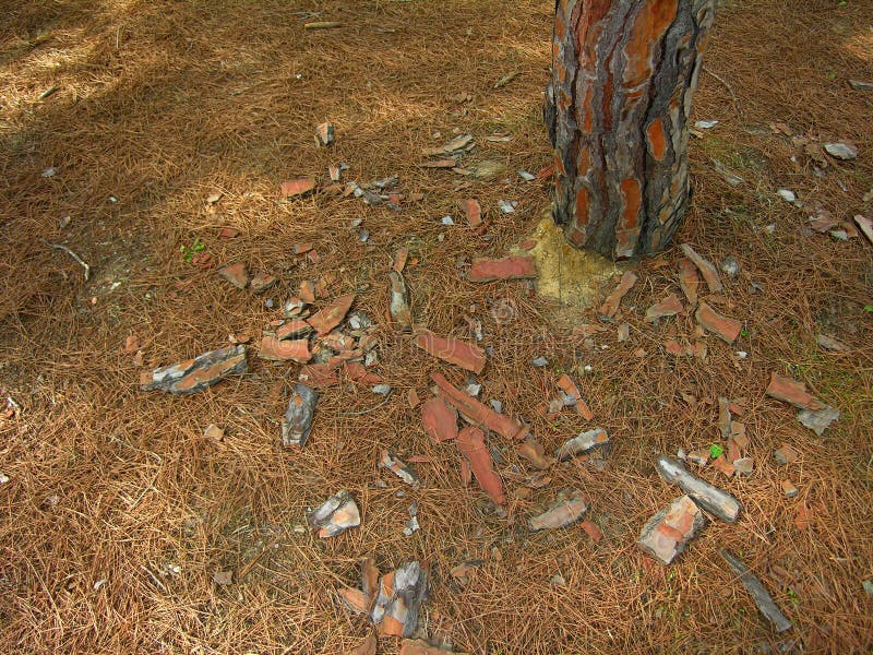 Pinewood stock image. Image of bark, land, needles, country - 46722289