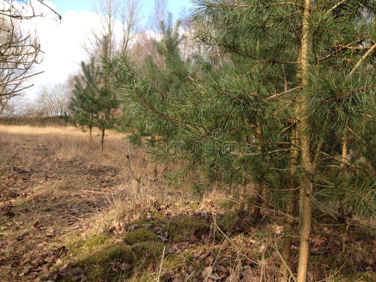 Pinewood with Trees and Copyspace Stock Image - Image of leaves ...