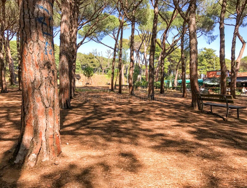 Pinewood in Tuscany - Italy Stock Image - Image of italy, cecina: 91002629